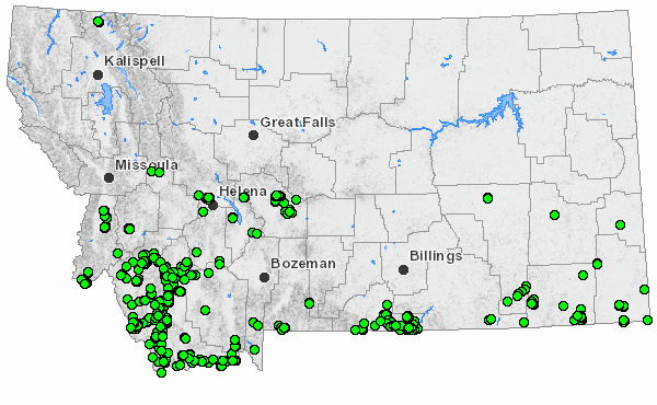 Big Sagebrush - Montana Field Guide