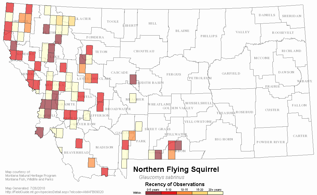 Northern Flying Squirrel - Montana Field Guide