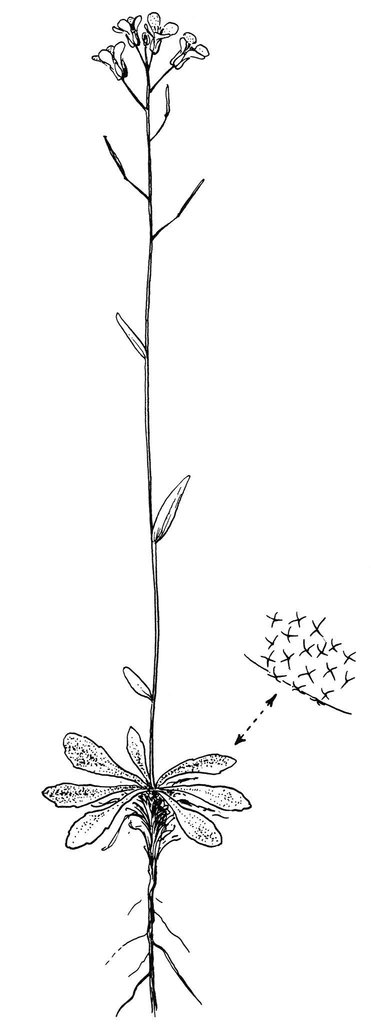 Washington Field Guide