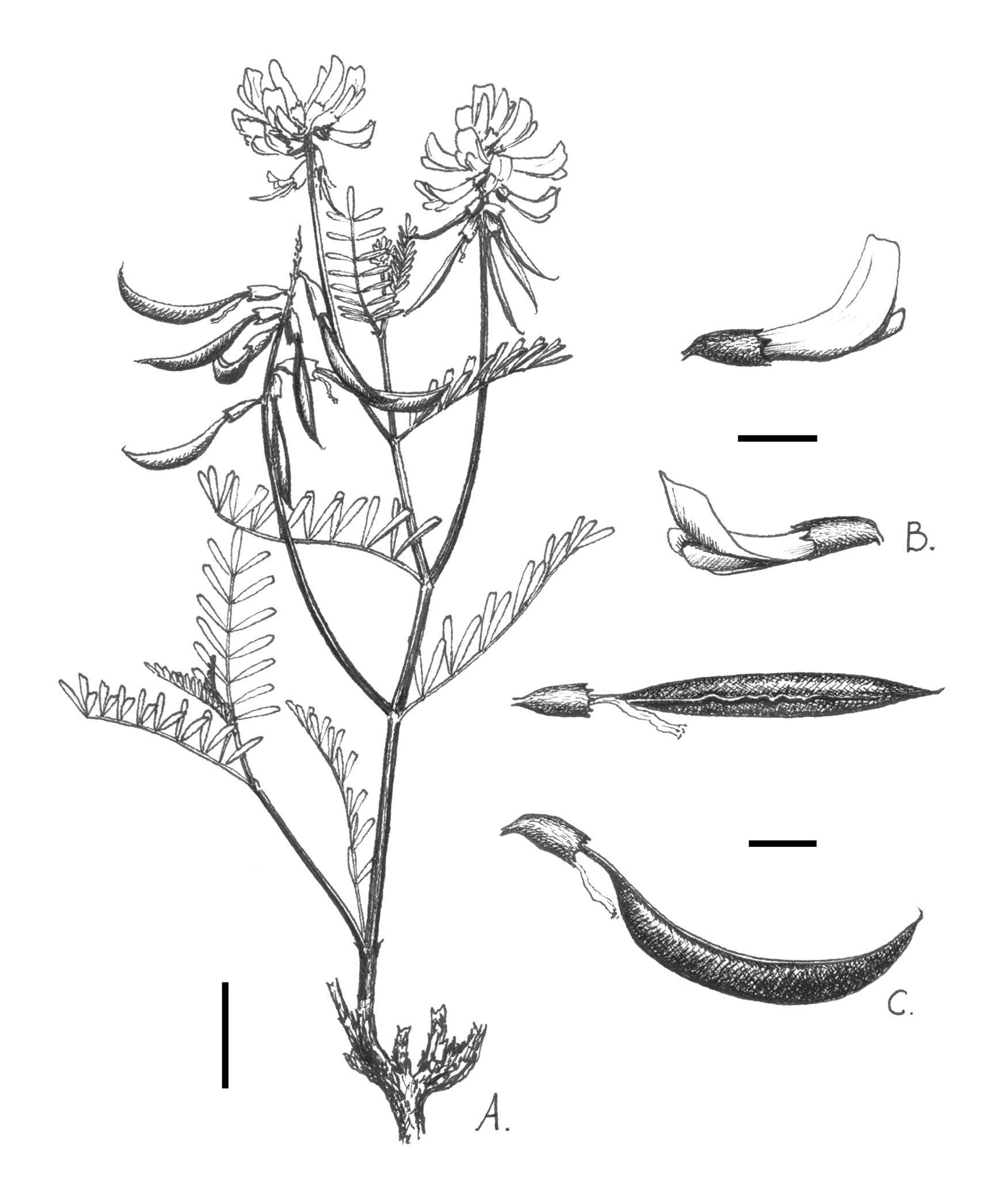 Washington Field Guide