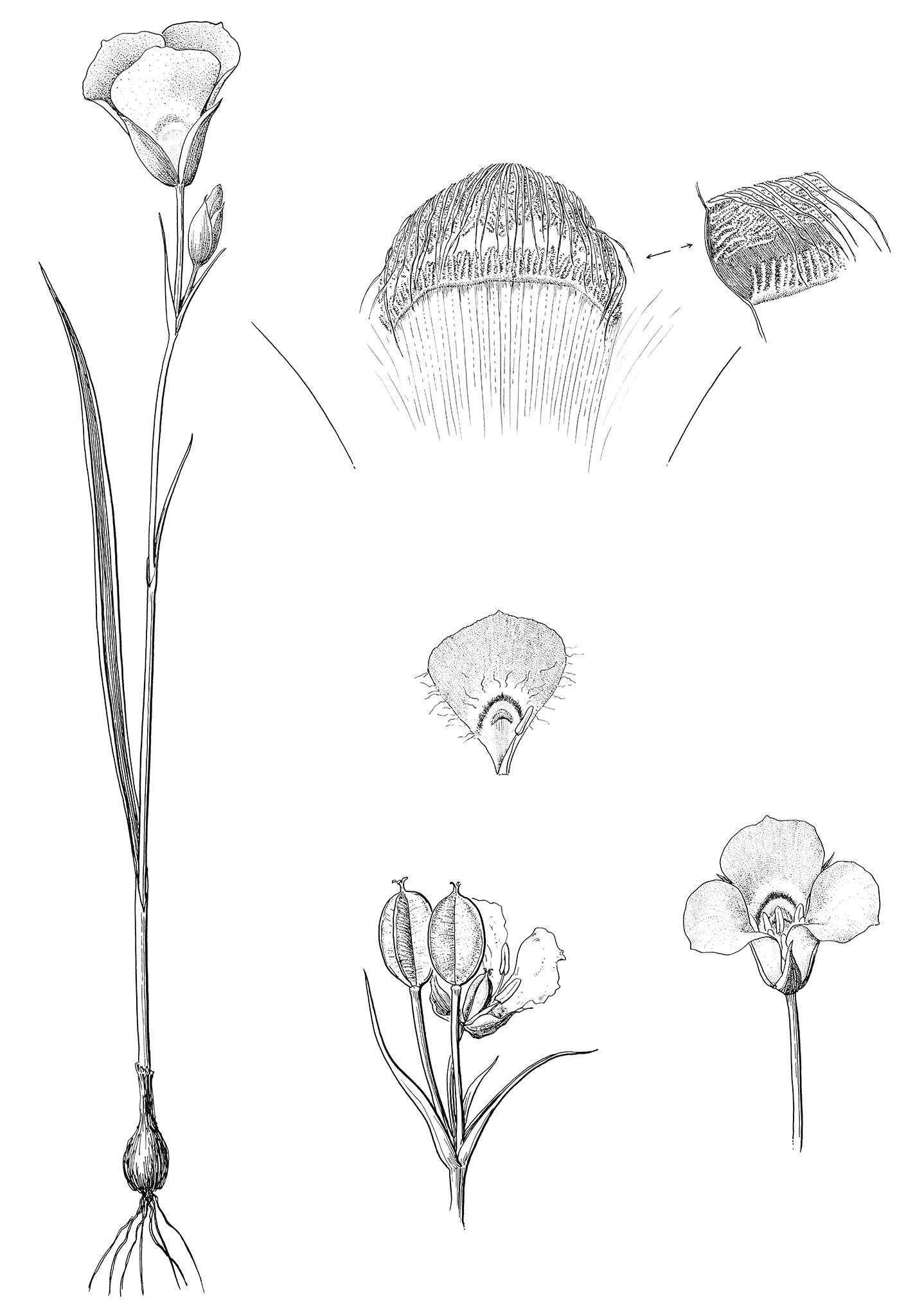 Washington Field Guide