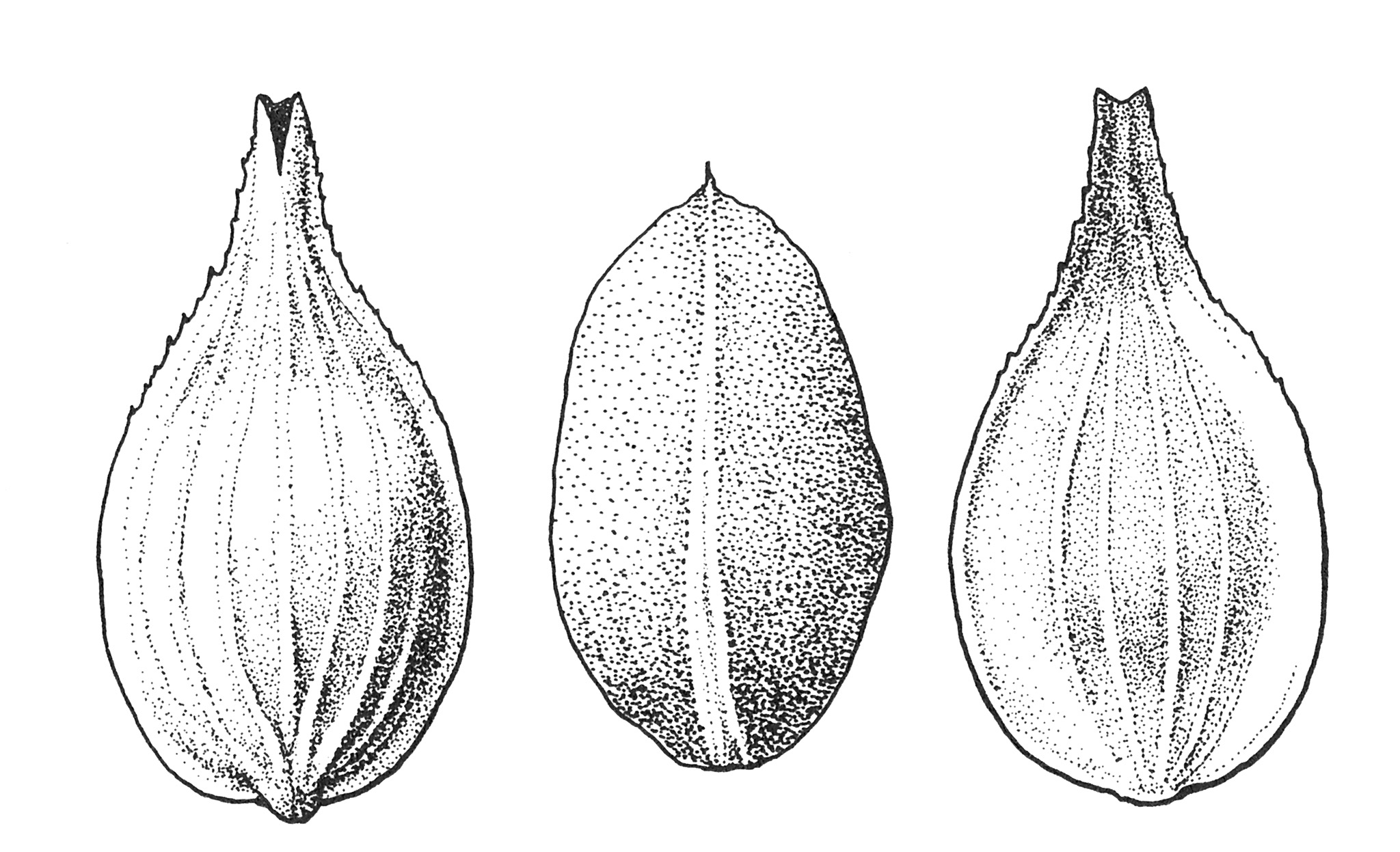 Washington Field Guide