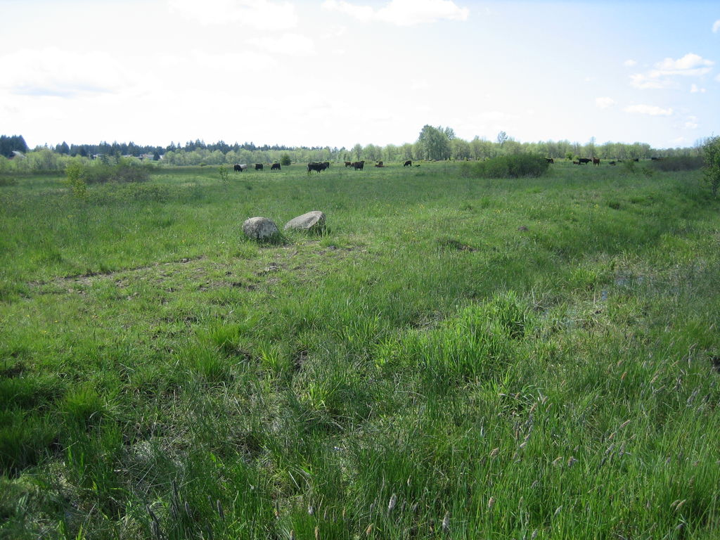 Washington Field Guide