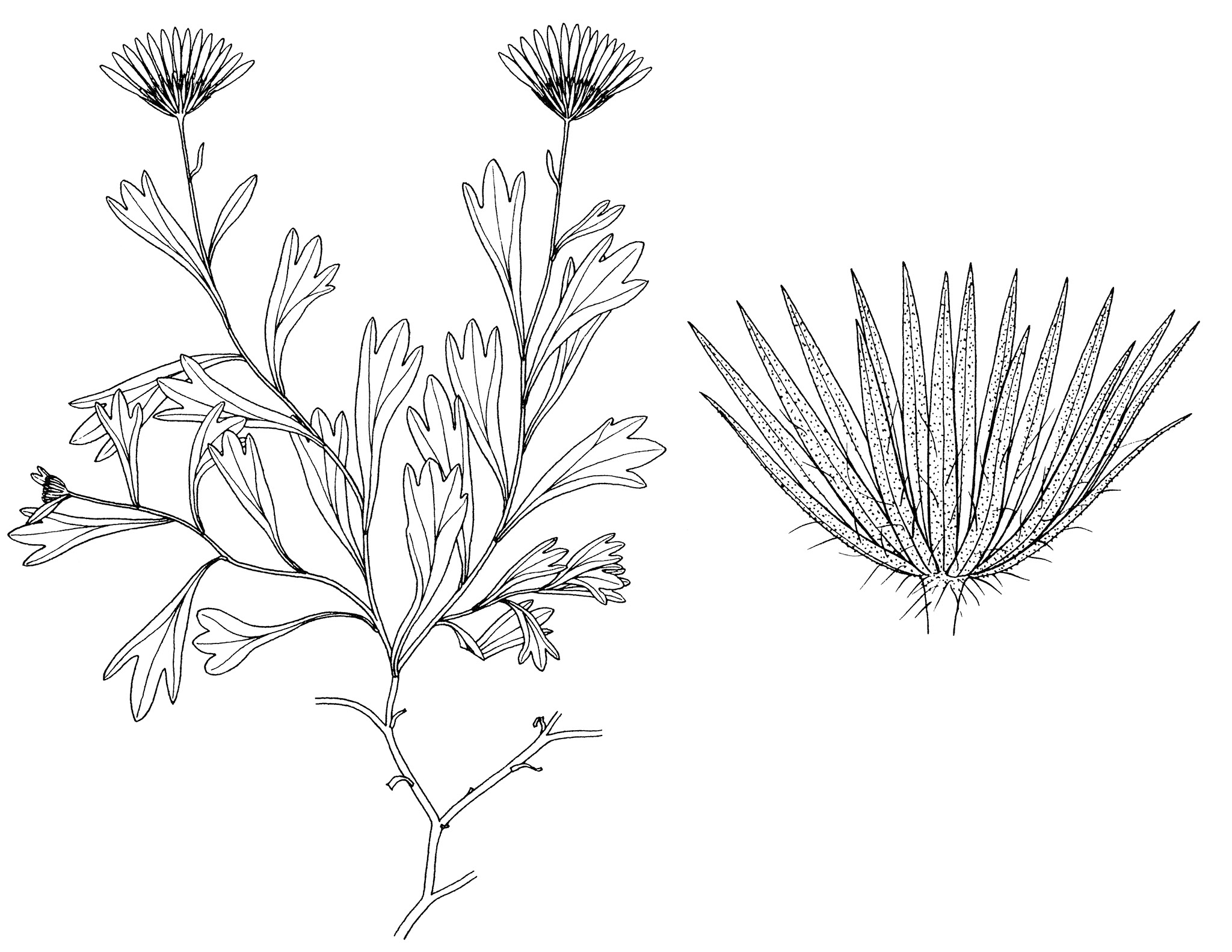 Washington Field Guide