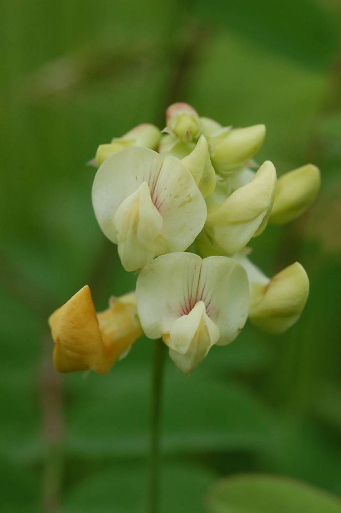 Lathyrus Hirsutus Common Name