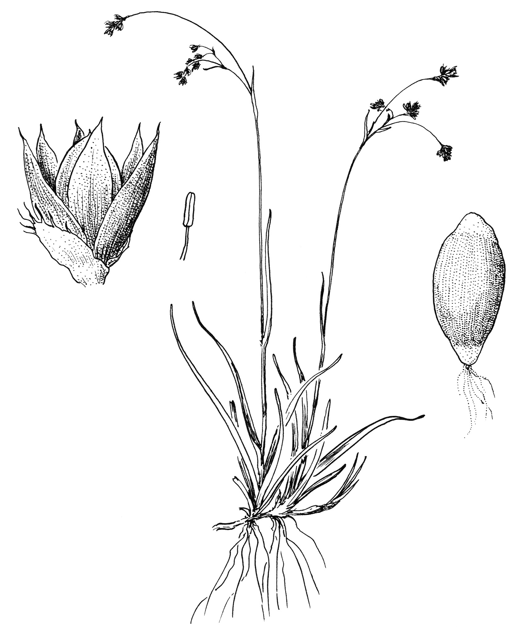 Washington Field Guide