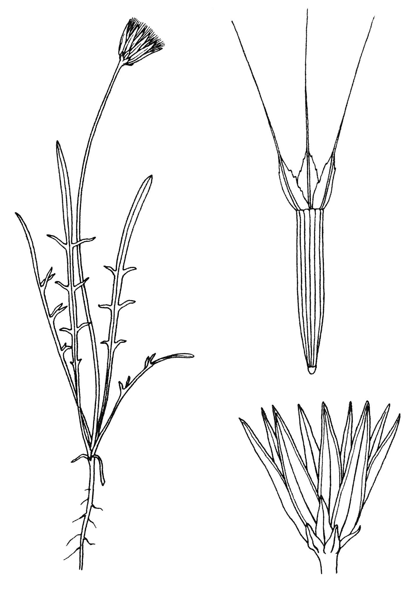 Washington Field Guide