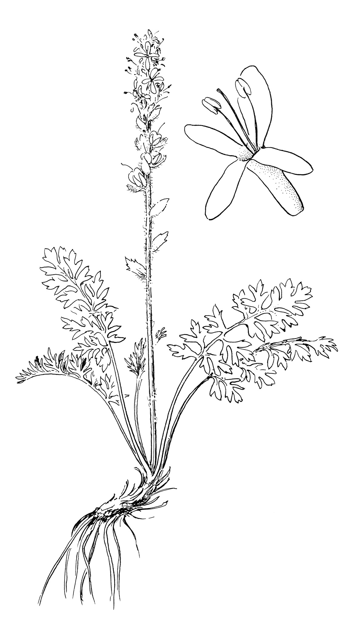 Washington Field Guide