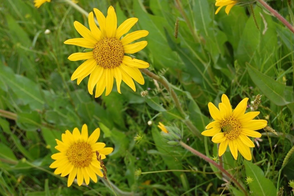 Washington Field Guide