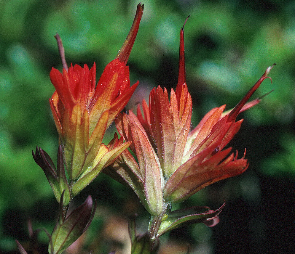 Washington Field Guide